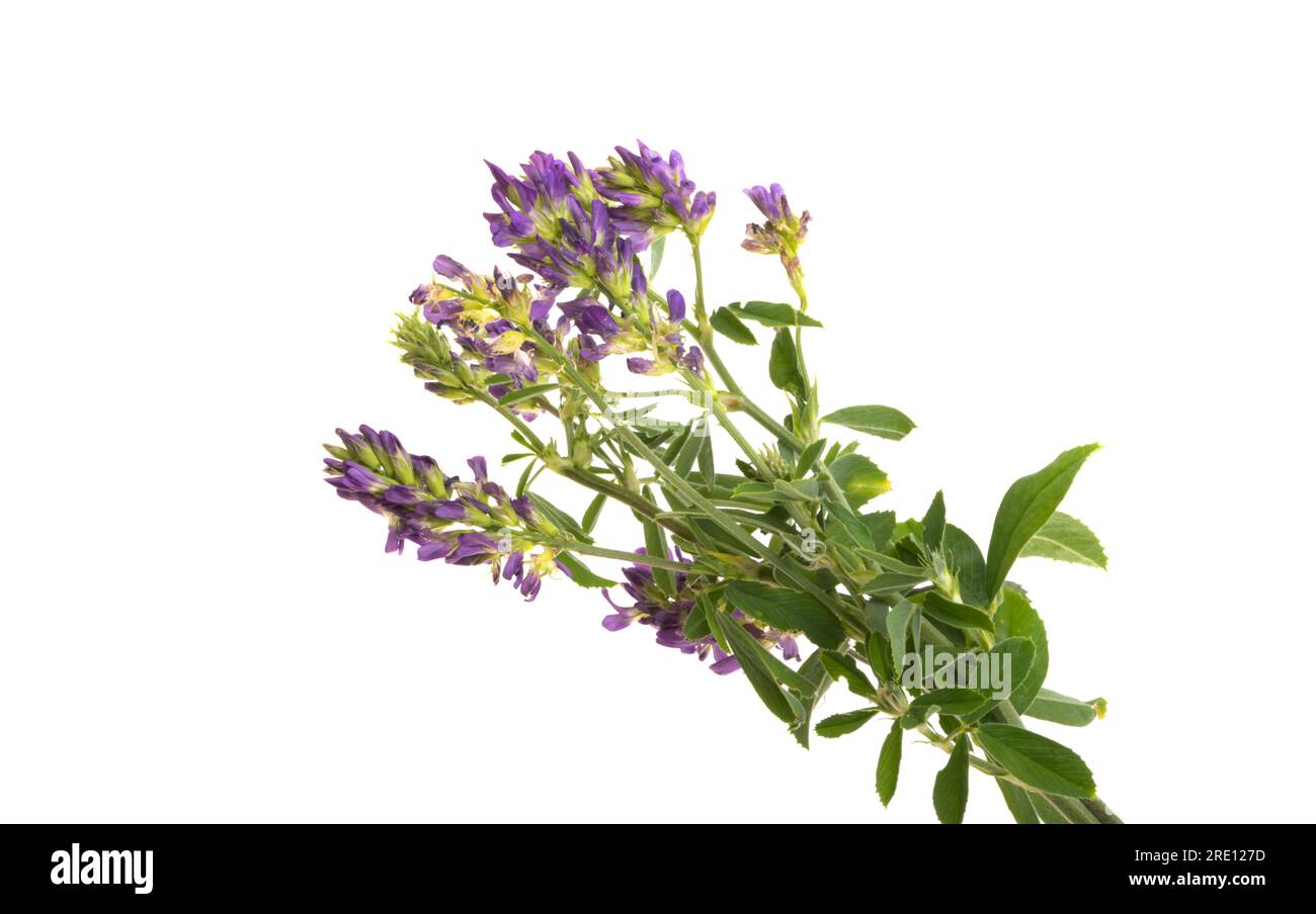 alfalfa flowers isolated on white background Stock Photo - Alamy