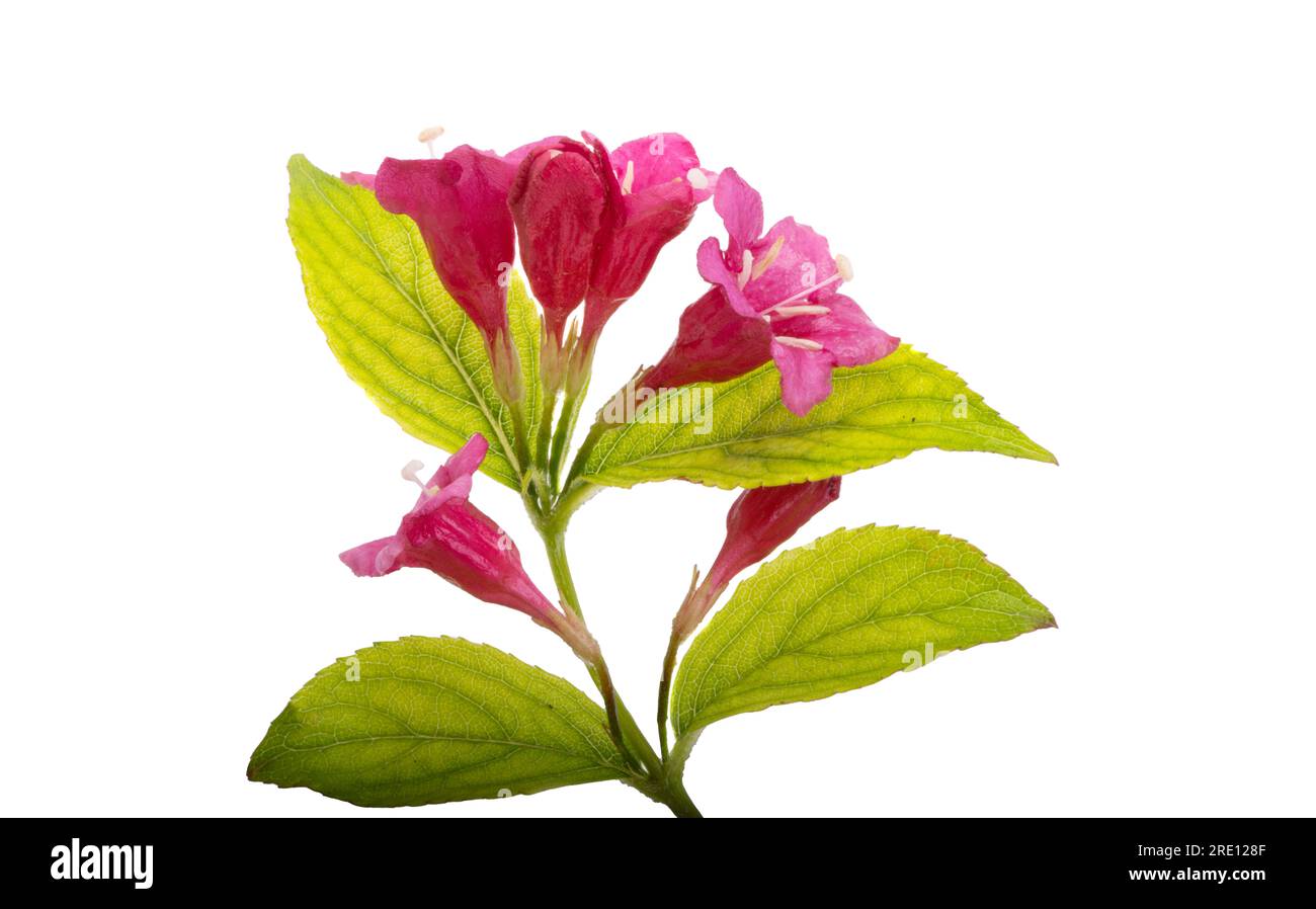 weigela flowers isolated on white background Stock Photo - Alamy