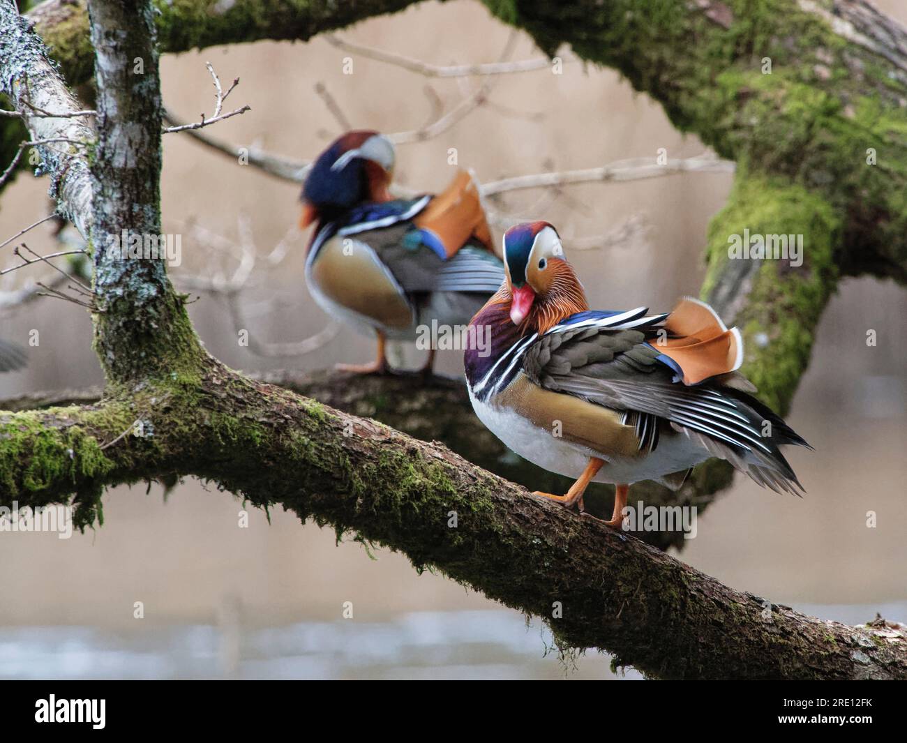 Tree duck hi-res stock photography and images - Alamy