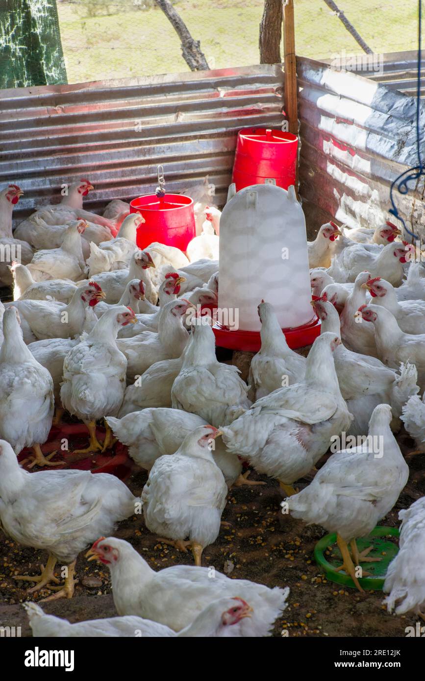 small chicken production in an african village, entrepreneurship in the ...