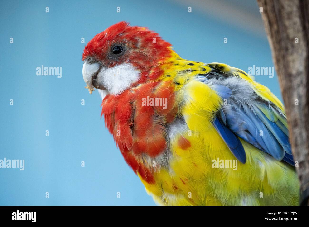 George shaw rosella hi-res stock photography and images - Alamy