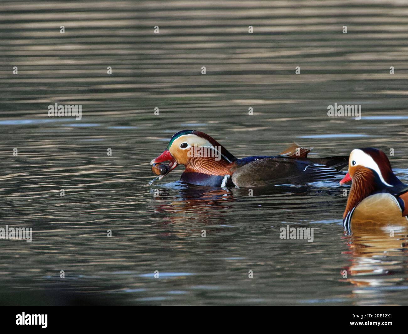 Mandarin duck (Aix galericulata) drake swimming with an acorn it has ...