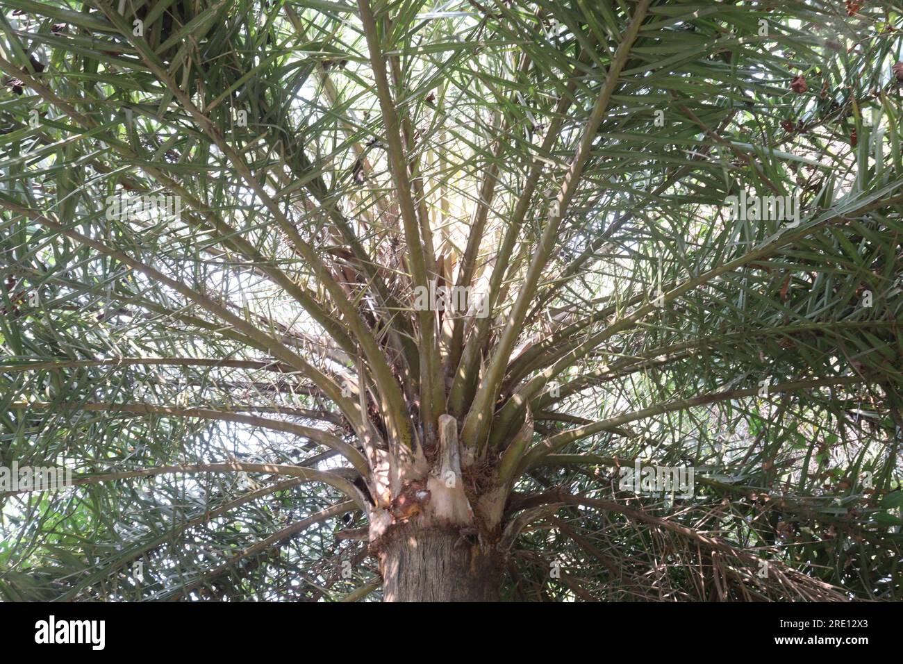 Date palm tree in farm for harvest are cash crops Stock Photo - Alamy