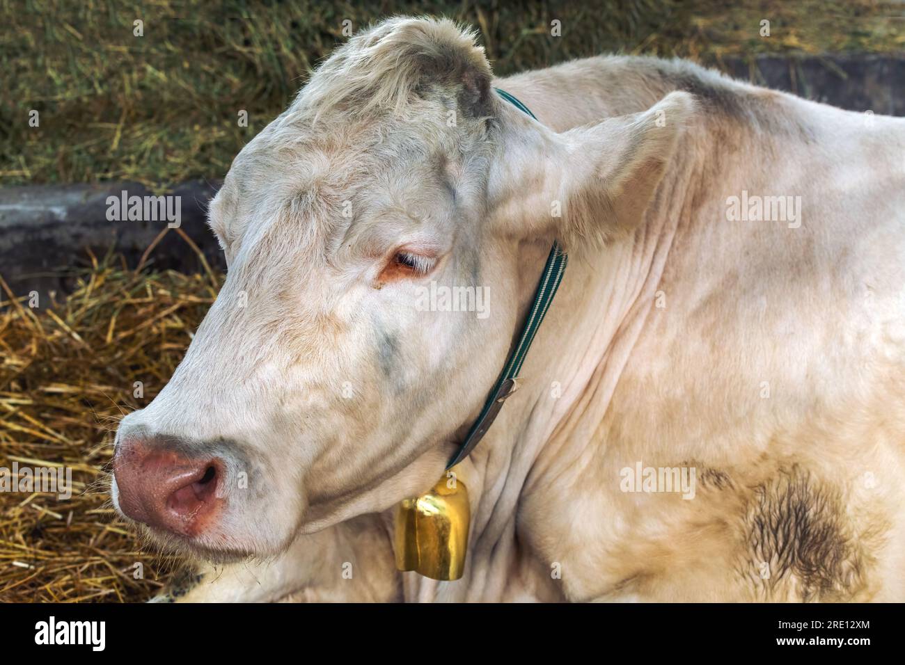 Charolais cow with bell on dairy cattle farm, selective focus Stock ...