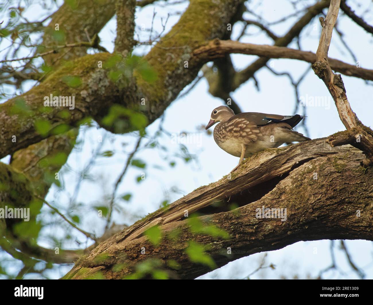 Mandarin duck (Aix galericulata) female standing by a potential nest ...