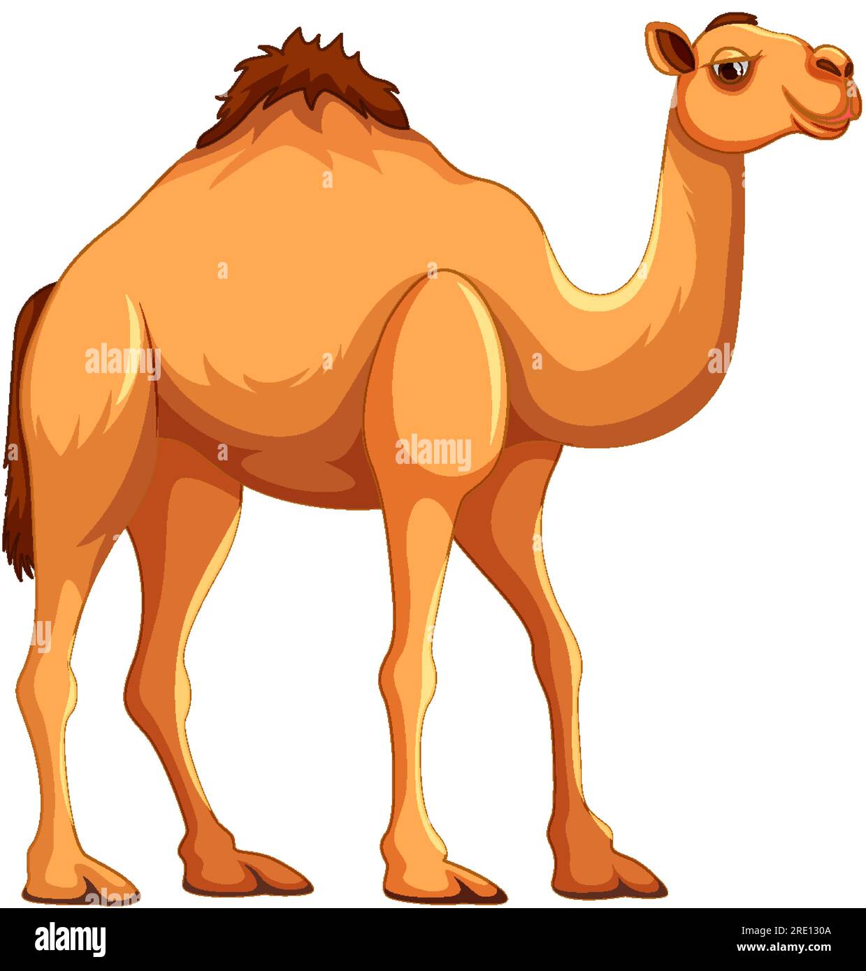 A vector cartoon illustration of a camel walking, isolated on a white ...