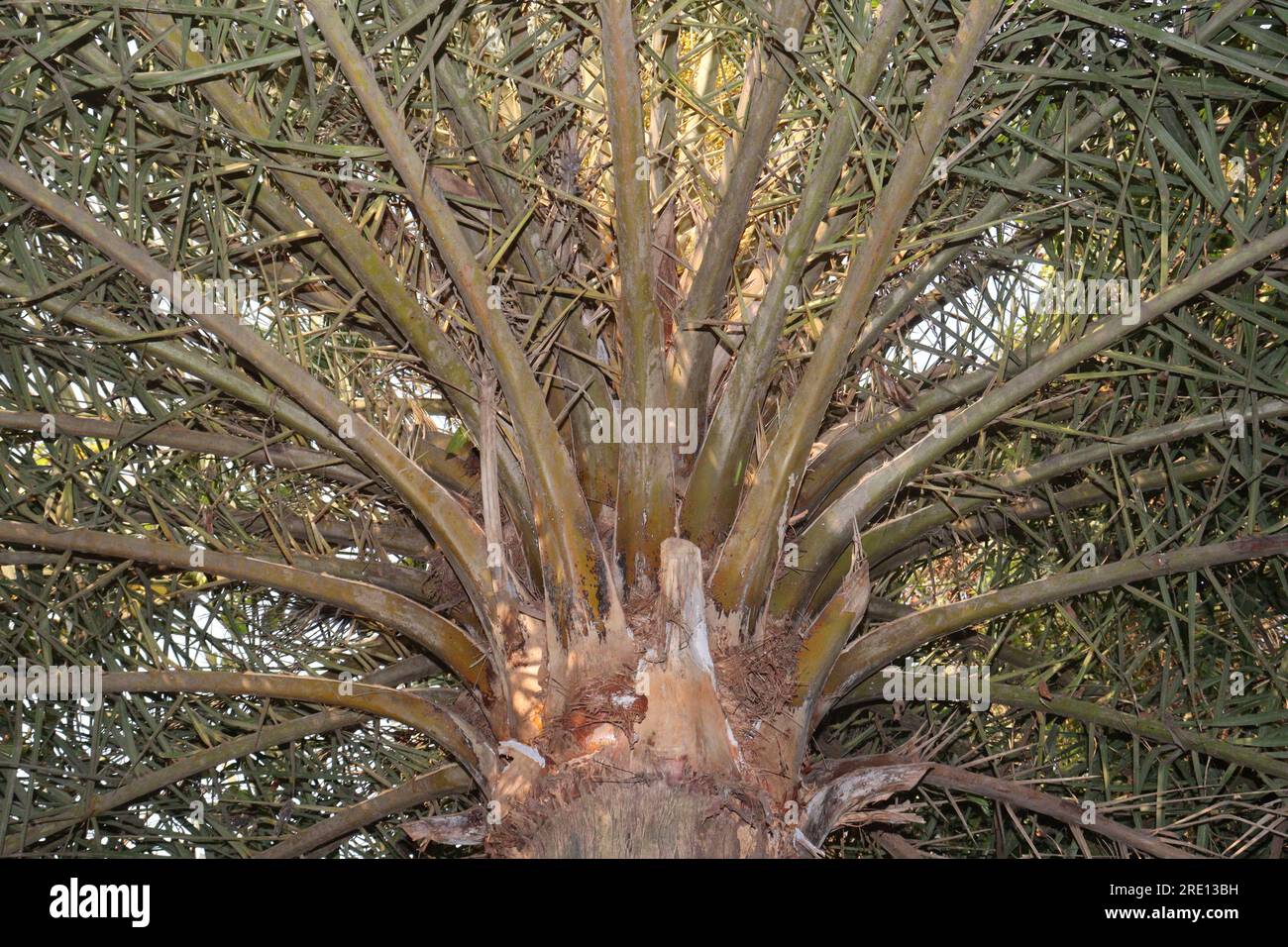 Date palm tree in farm for harvest are cash crops Stock Photo - Alamy
