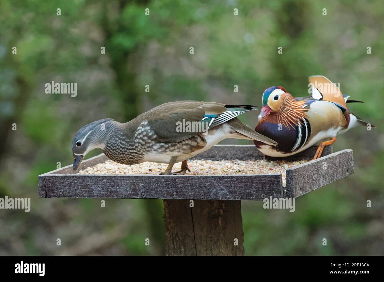 Mandarin duck (Aix galericulata) pair feeding on seeds on a bird table ...