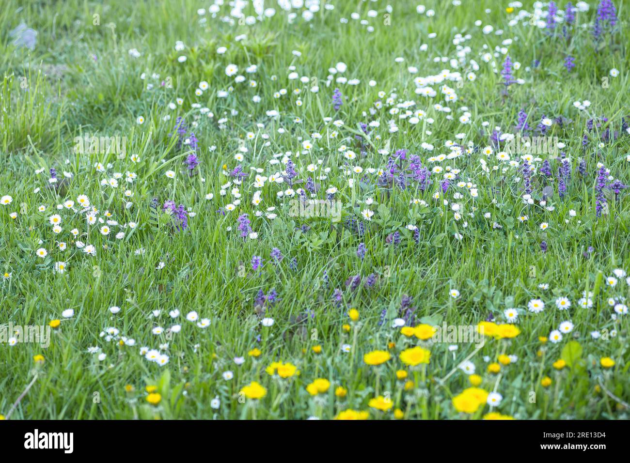 Green grass, variety wild flower grow in meadow. Various colorful ...