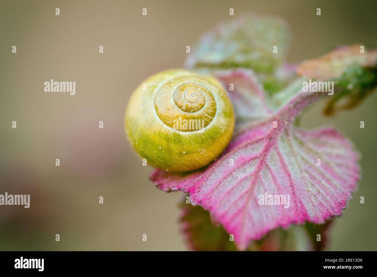 Lemon snail hi-res stock photography and images - Alamy