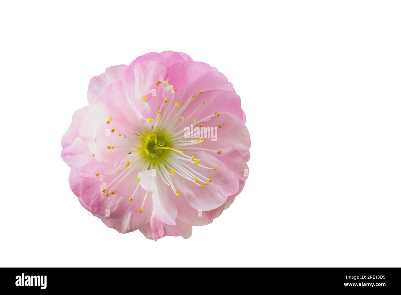 Chinese cherry soft spring blossoms flower isolated on white background ...