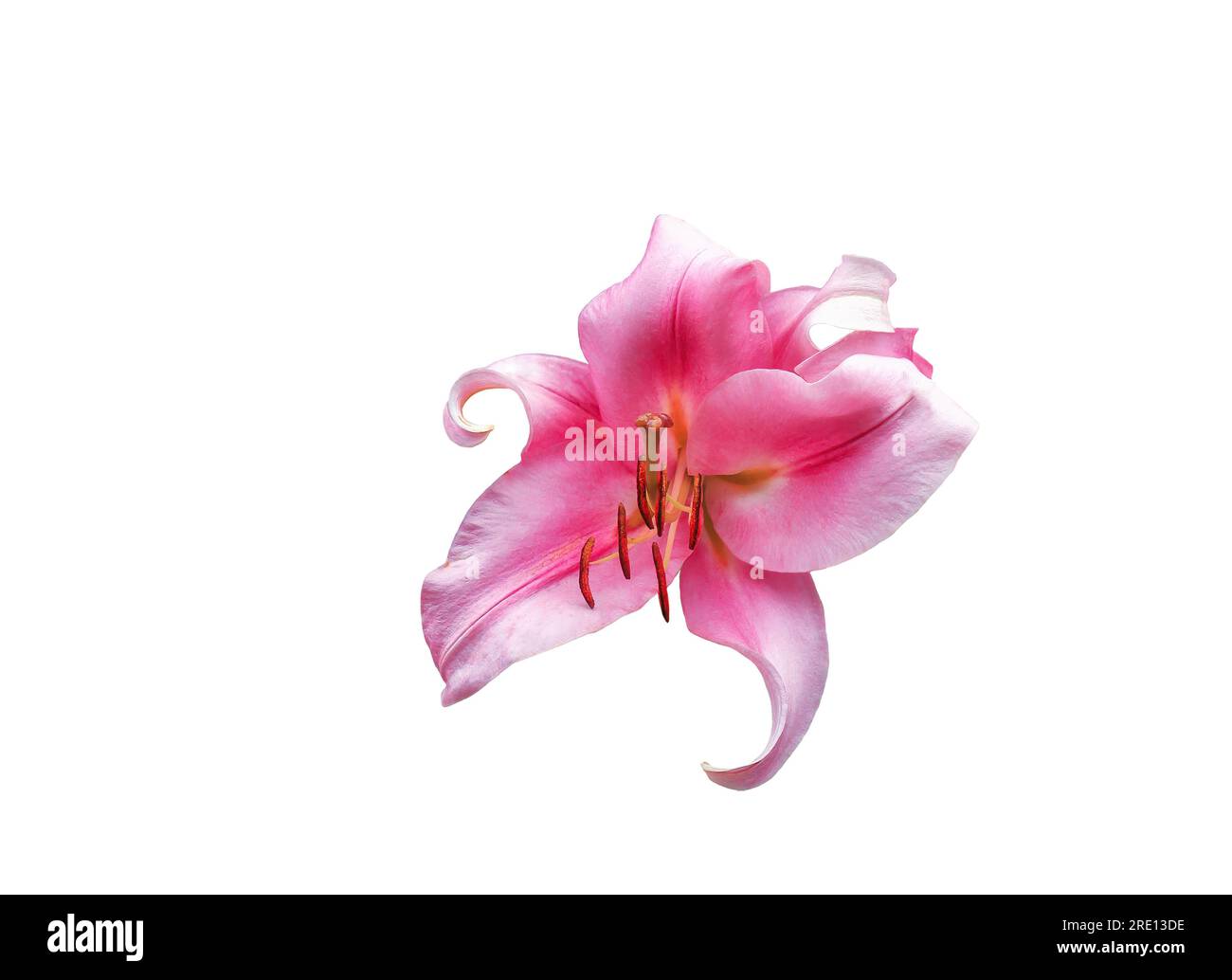 Pink lily flower isolated on white background. Blooming Asiatic lilies ...