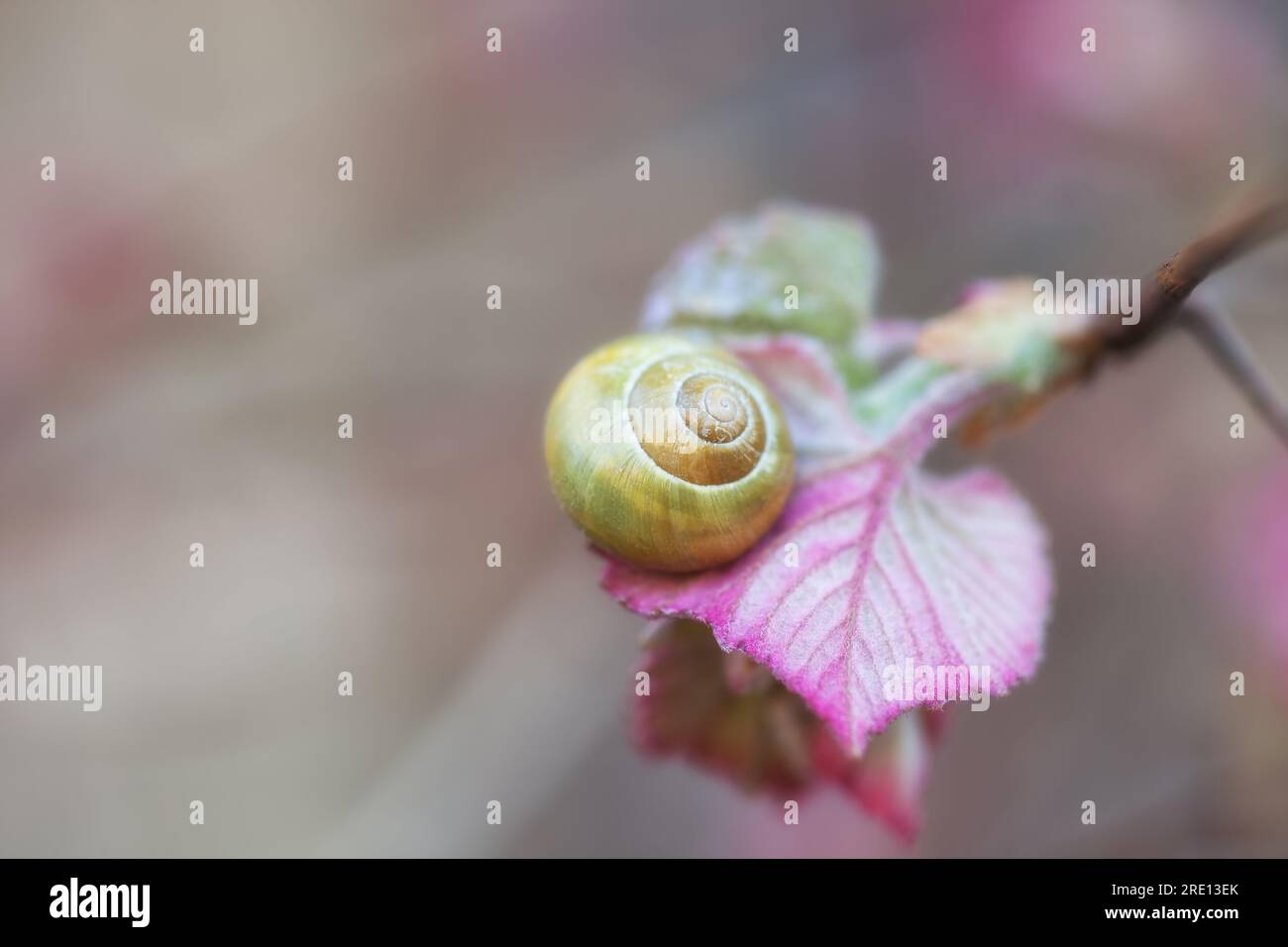 Banded snail on pink leaf in spring garden. Unbanded yellow shell ...