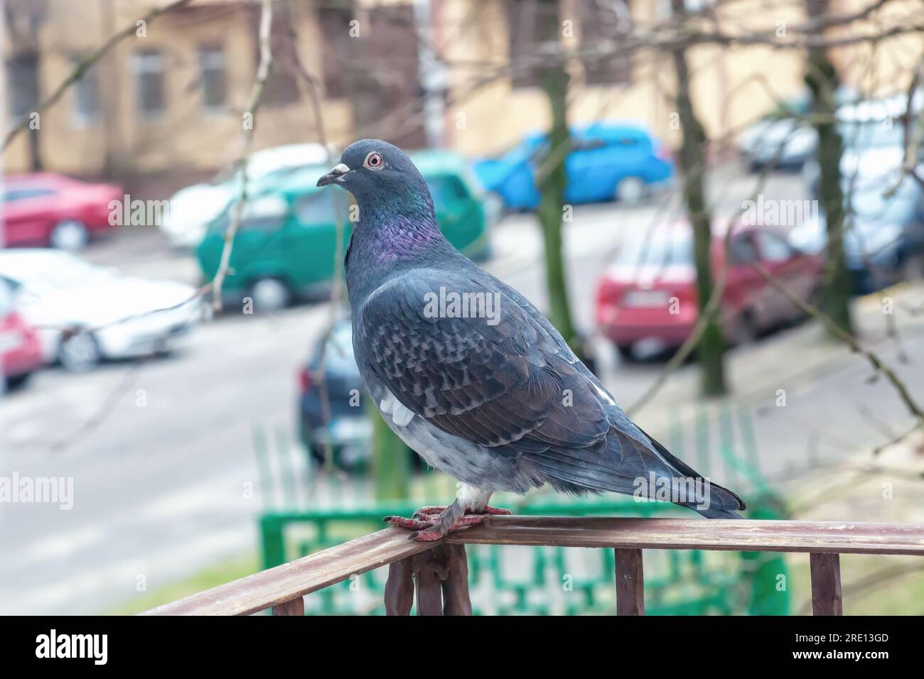 Grey pigeon standing on balcony wrought iron railing. Gray rock dove ...