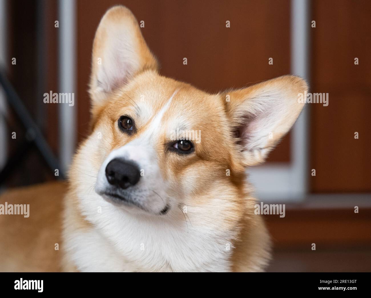 portrait of welsh corgi pembroke in the house Stock Photo - Alamy