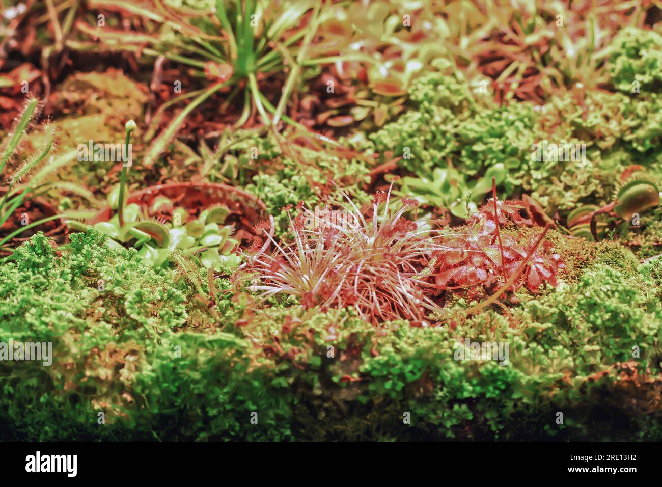 Sundews and Venus flytrap carnivorous plants growing in botanical ...