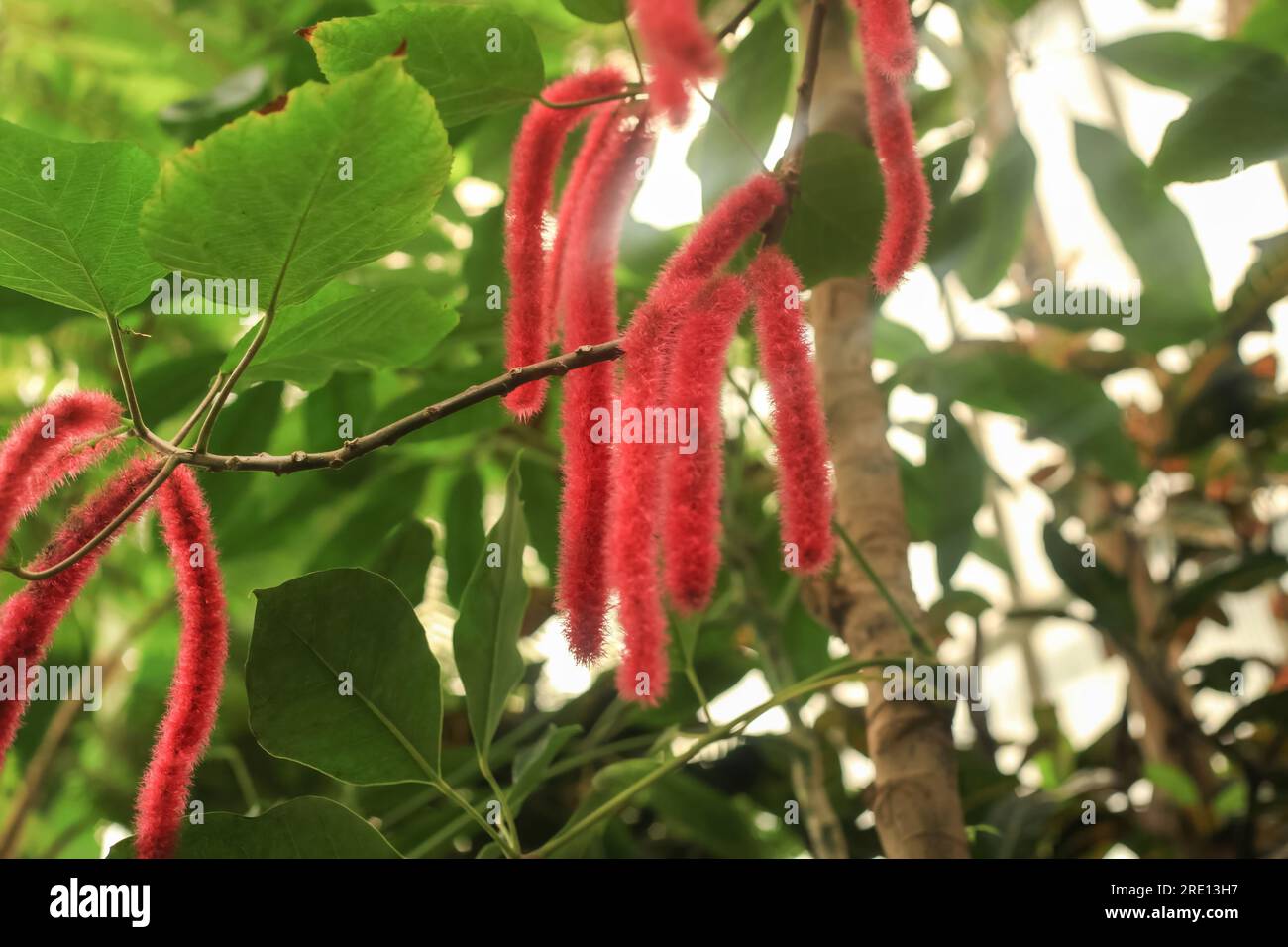 Acalypha hispida red blossom tree. Pink Chenille plants or Philippines ...