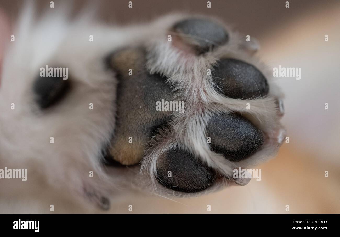 Dog paw close up macro hi-res stock photography and images - Alamy