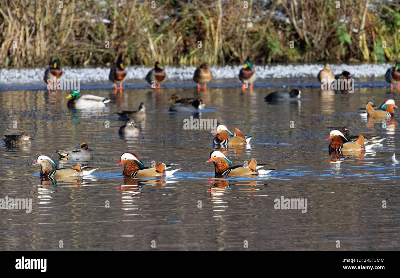 Mandarin duck (Aix galericulata) ducks and drakes courting on a partly ...