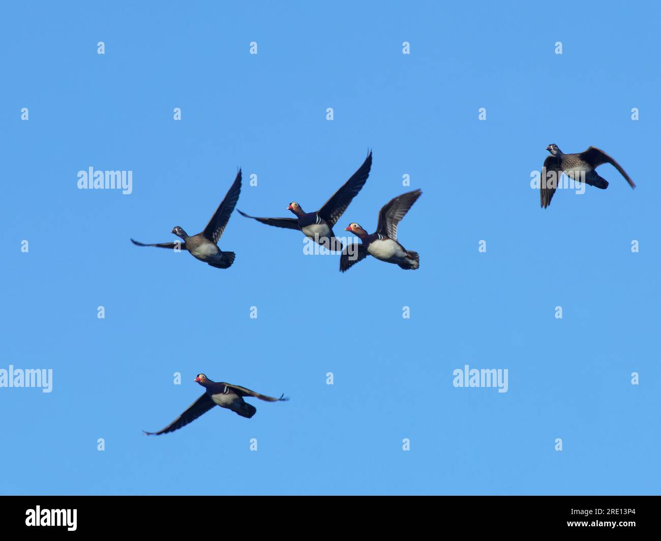 Wood Ducks Flying In Groups