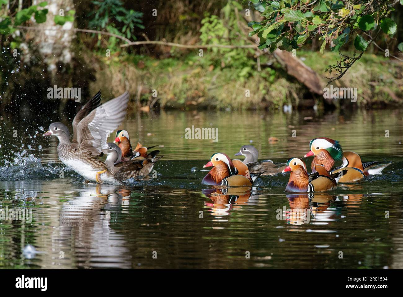Mandarin duck (Aix galericulata) female taking off from a group of ...