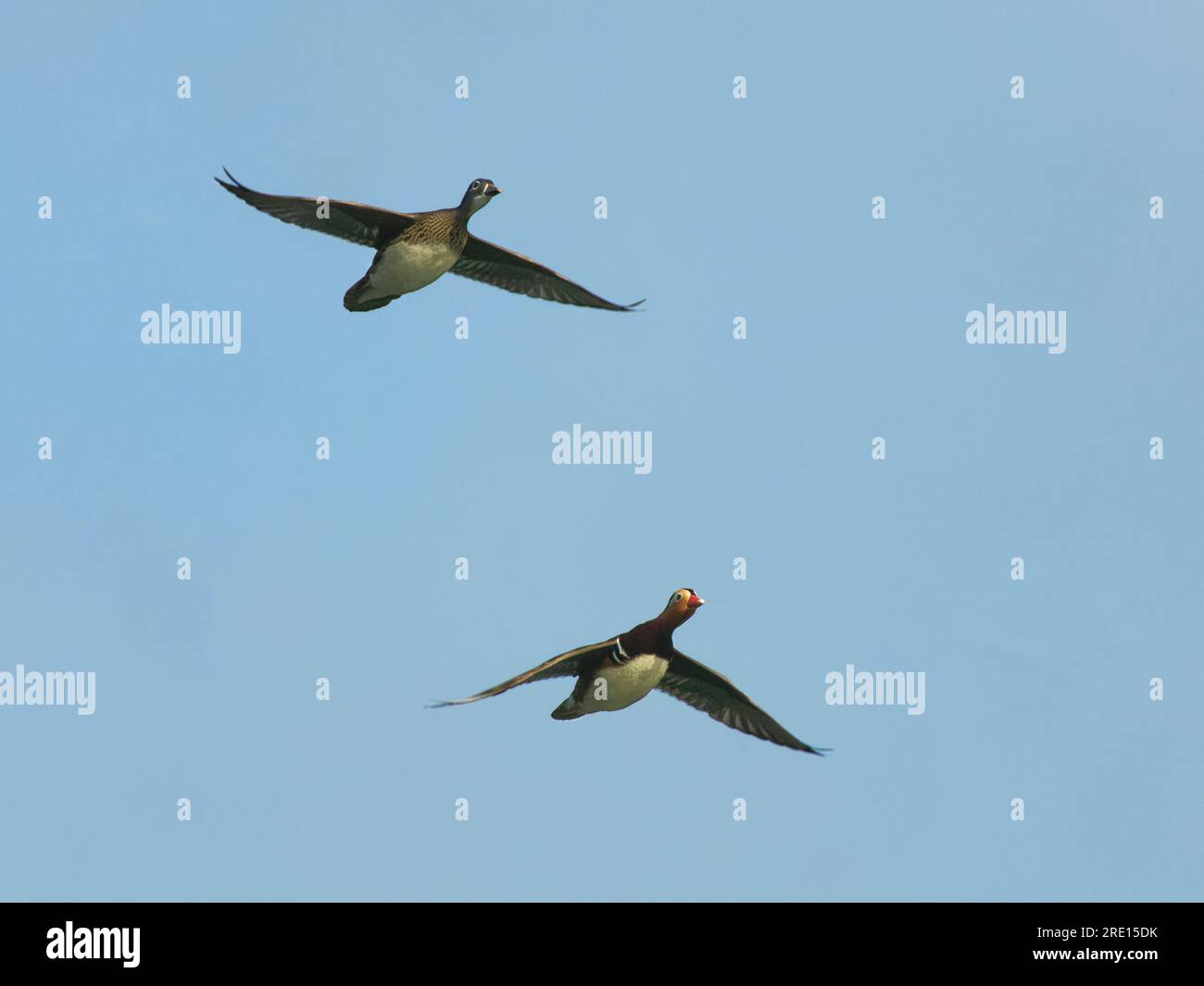 Mandarin duck (Aix galericulata) pair flying overhead, Forest of Dean ...