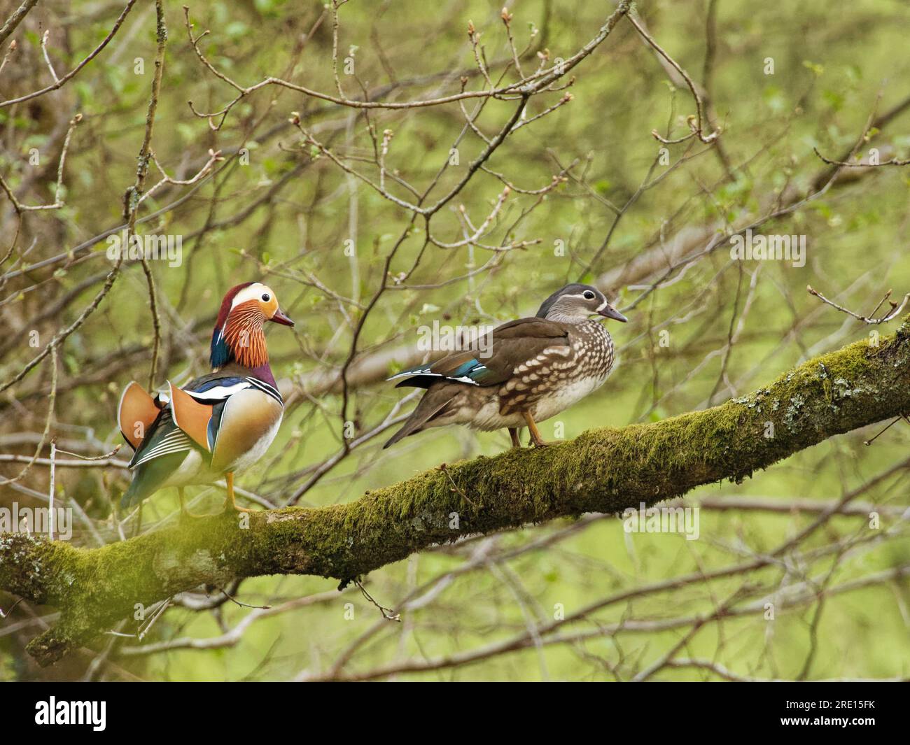 Mandarin duck (Aix galericulata) pair searching for a tree-hole nest ...