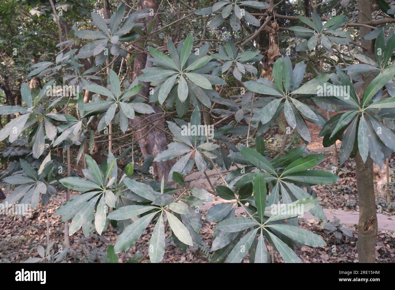 Alstonia scholaris tree plant on farm for harvest Stock Photo - Alamy