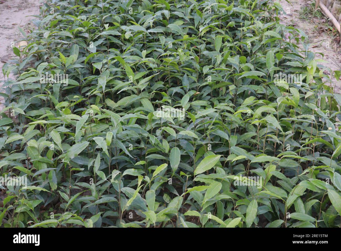 debdaru tree also commonly known by its Monoon longifolium on farm for ...