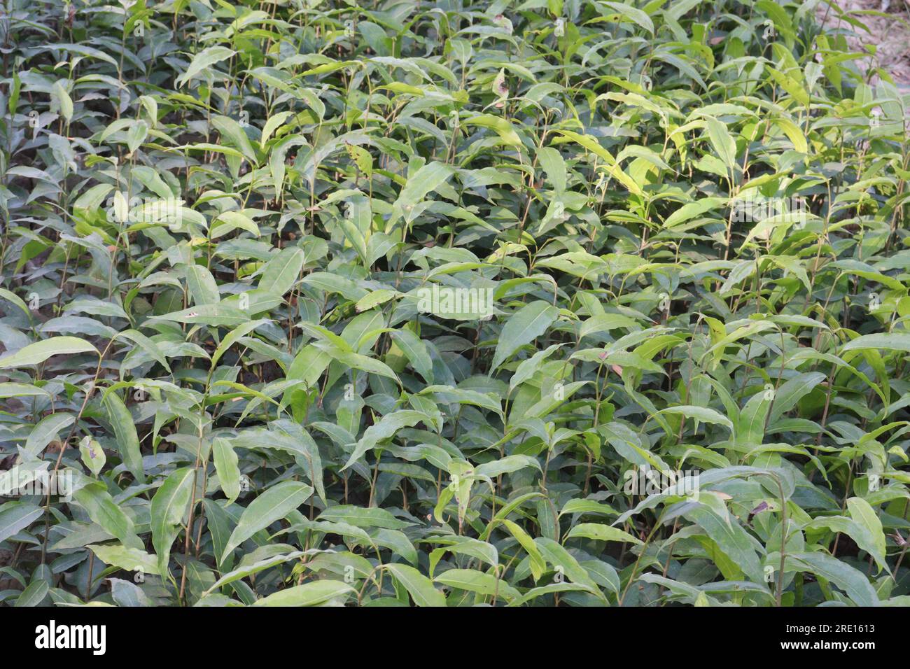 debdaru tree also commonly known by its Monoon longifolium on farm for ...