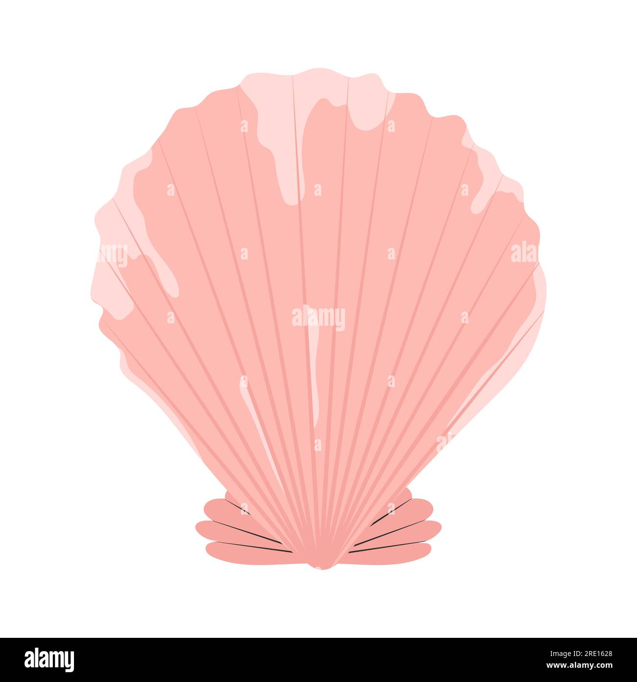 Sea shell, clam. Marine undersea mollusc Stock Vector Image & Art - Alamy