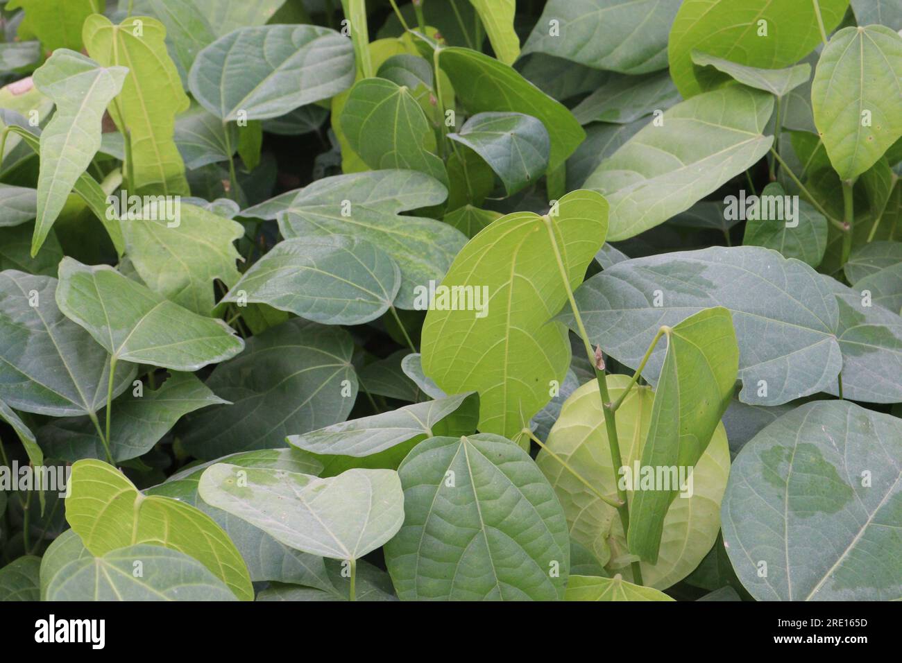 Pterygota alata tree plantation on farm for harvest are cash crops ...