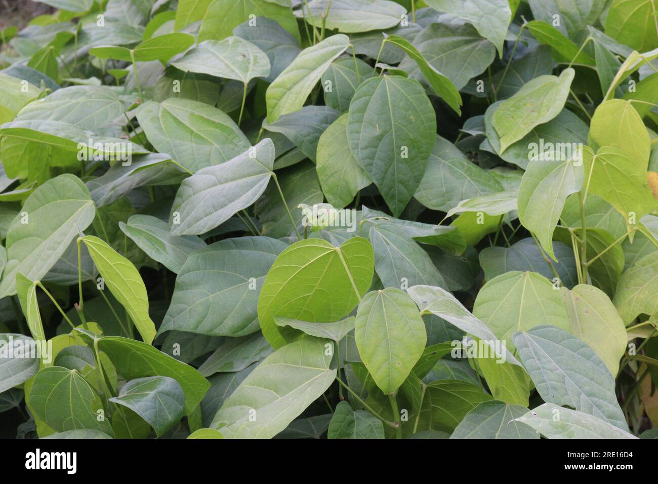 Pterygota alata tree plantation on farm for harvest are cash crops ...