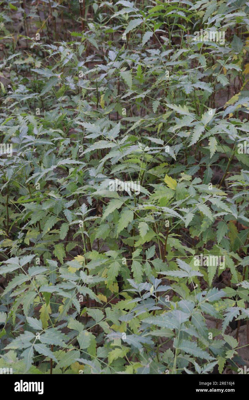 Azadirachta indica tree also called neem tree for harvest Stock Photo ...
