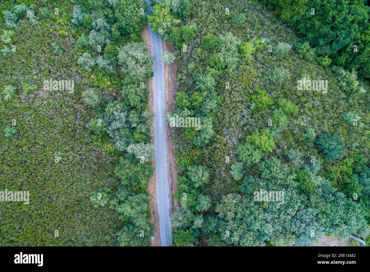 overhead aerial view of a road in an oak forest on an overcast day ...