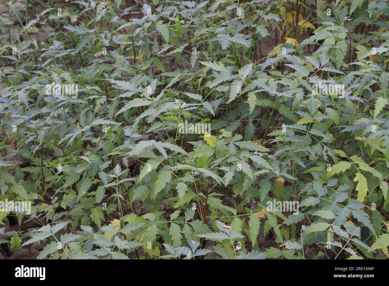Azadirachta indica tree also called neem tree for harvest Stock Photo ...