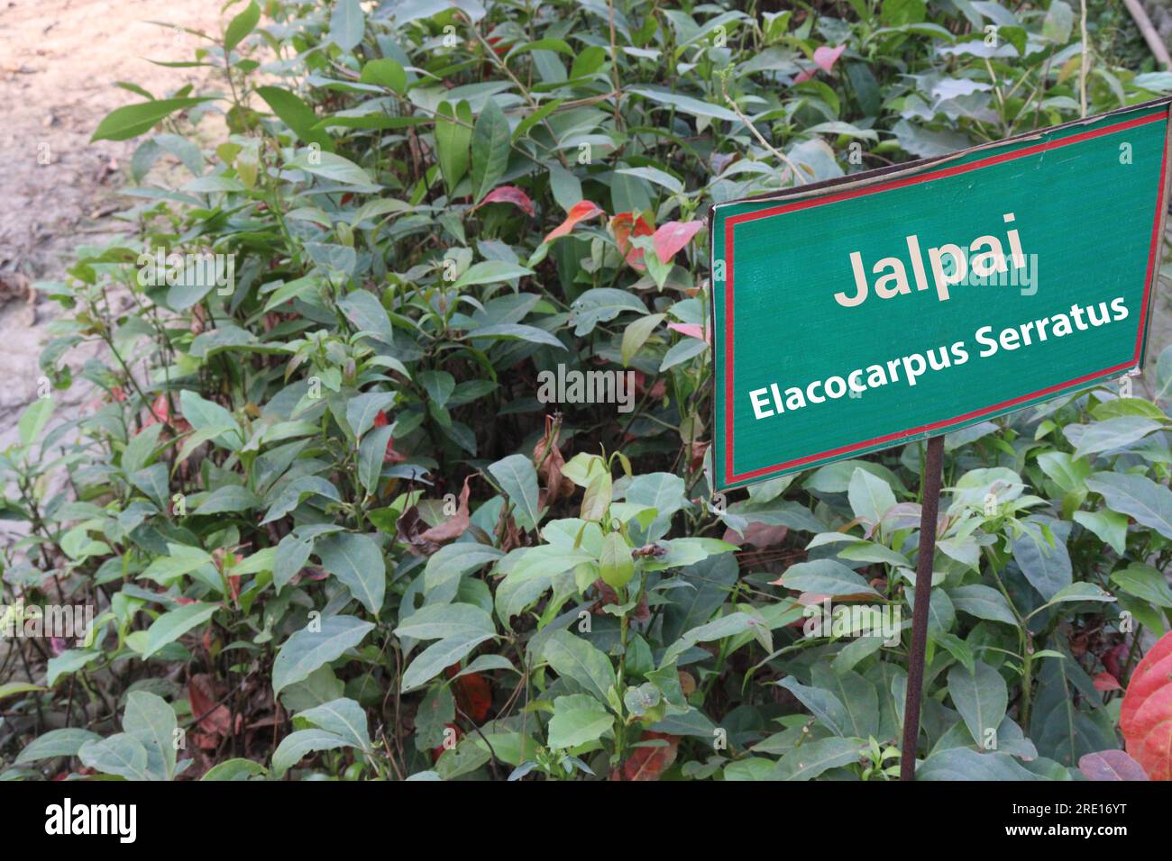 Elaeocarpus serratus fruit tree plant on farm for harvest are cash ...