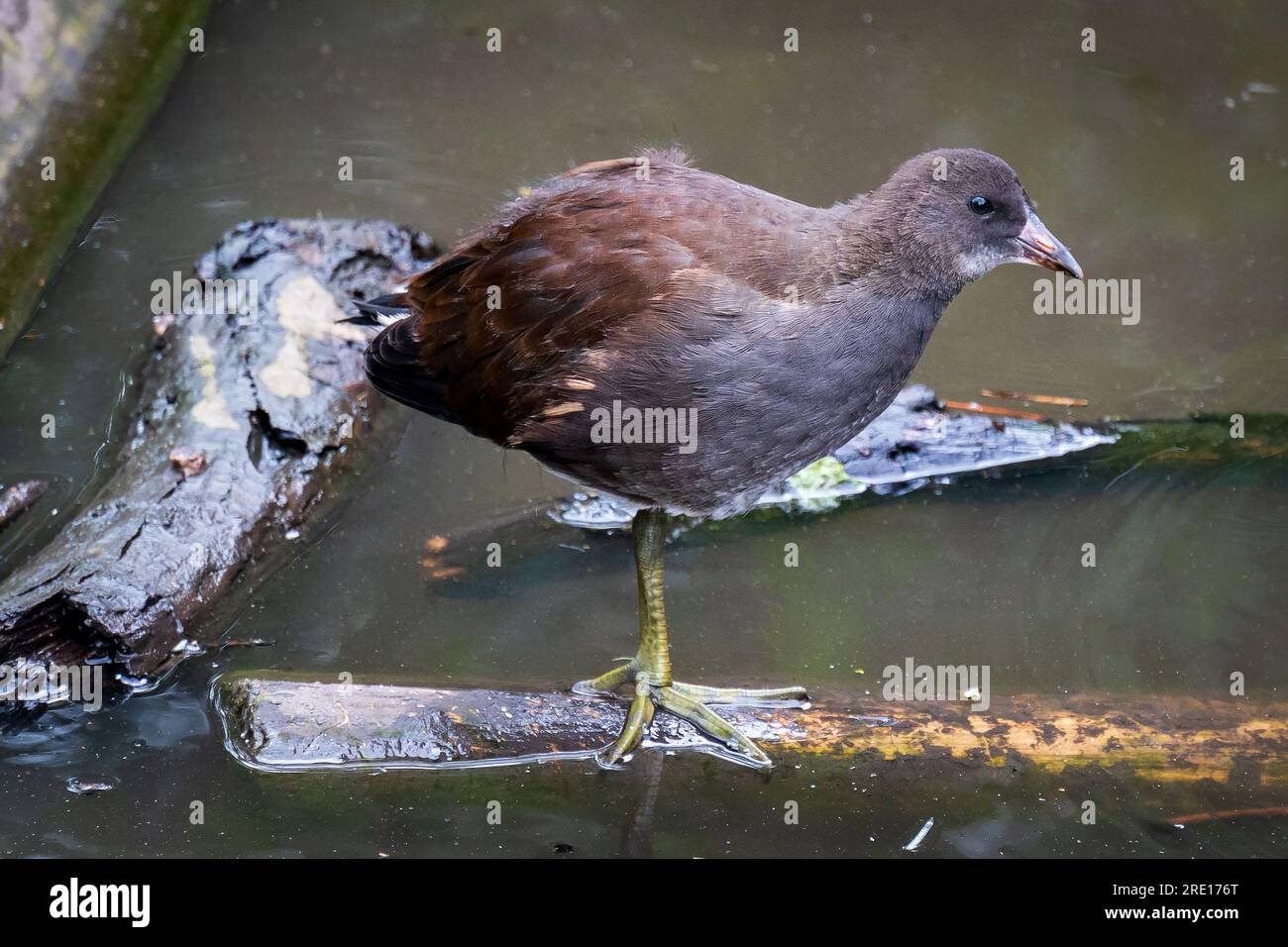 Juvenile Coot standing on one leg on a log in water Stock Photo - Alamy