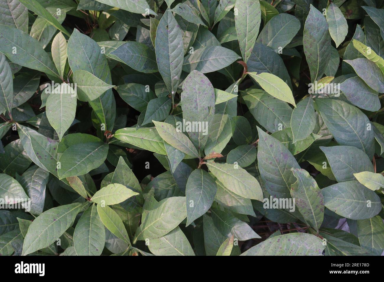 Magnolia sapaensis tree plant on farm for harvest are cash crops Stock ...