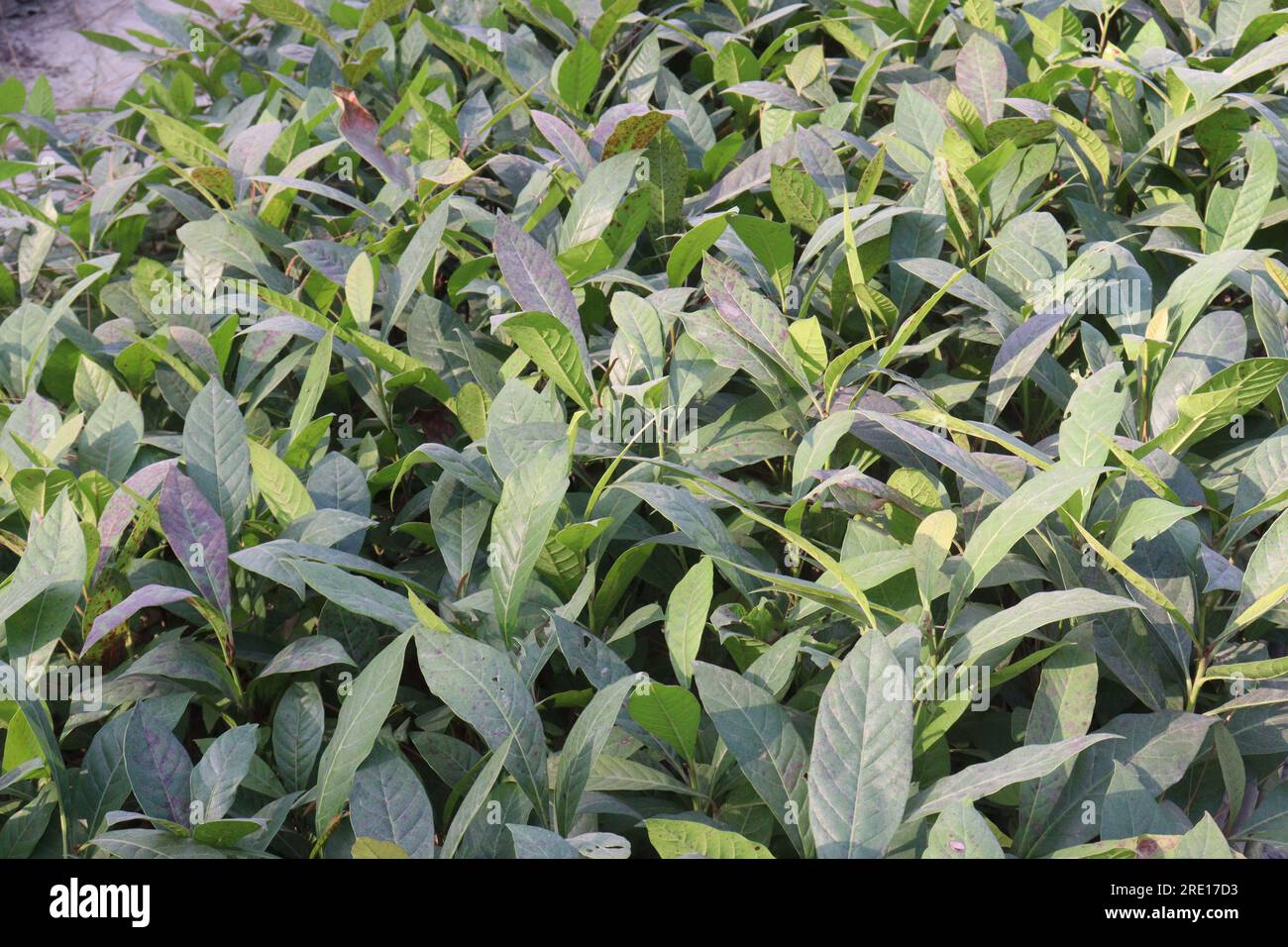 Magnolia sapaensis tree plant on farm for harvest are cash crops Stock ...