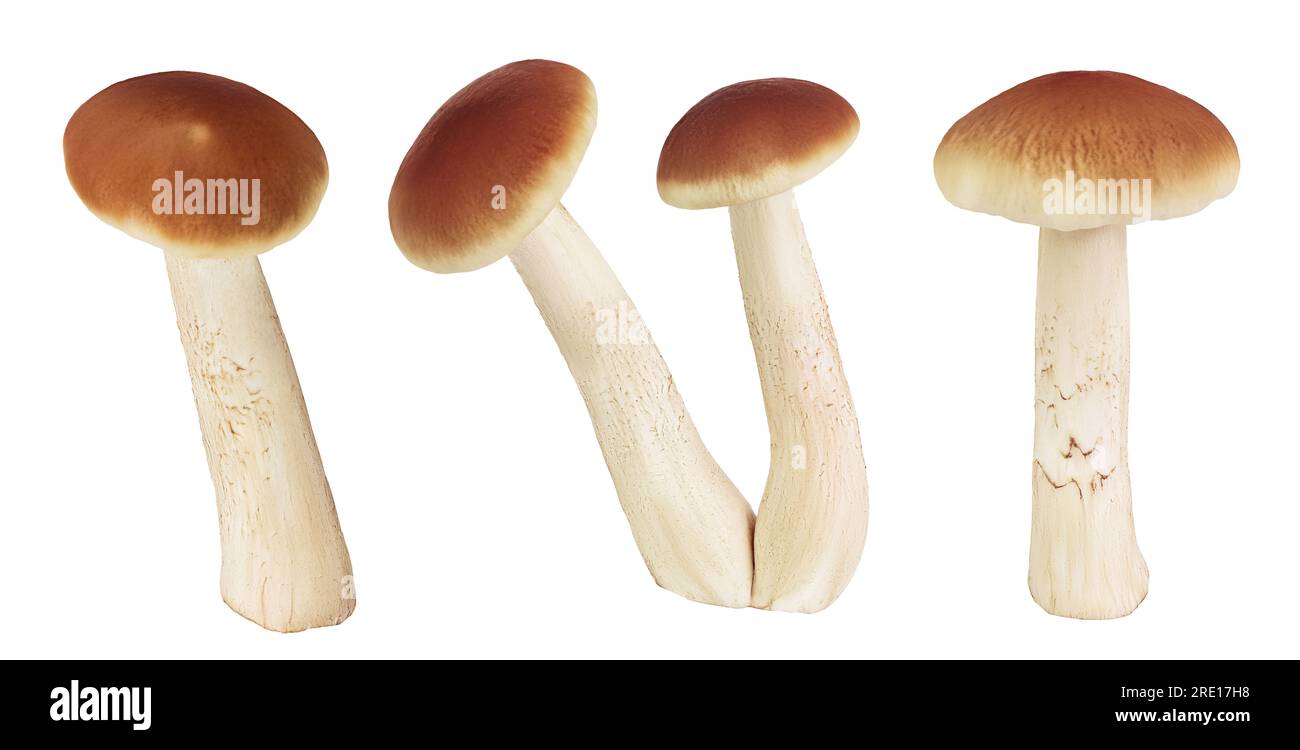 honey fungus mushrooms isolated on white background with full depth of ...