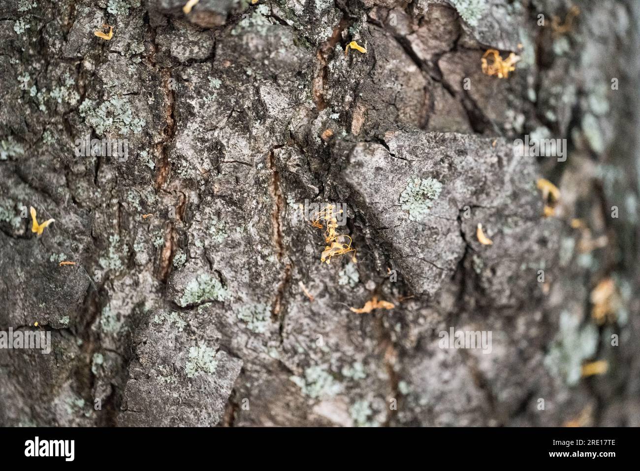 Tree bark close up macro hi-res stock photography and images - Alamy