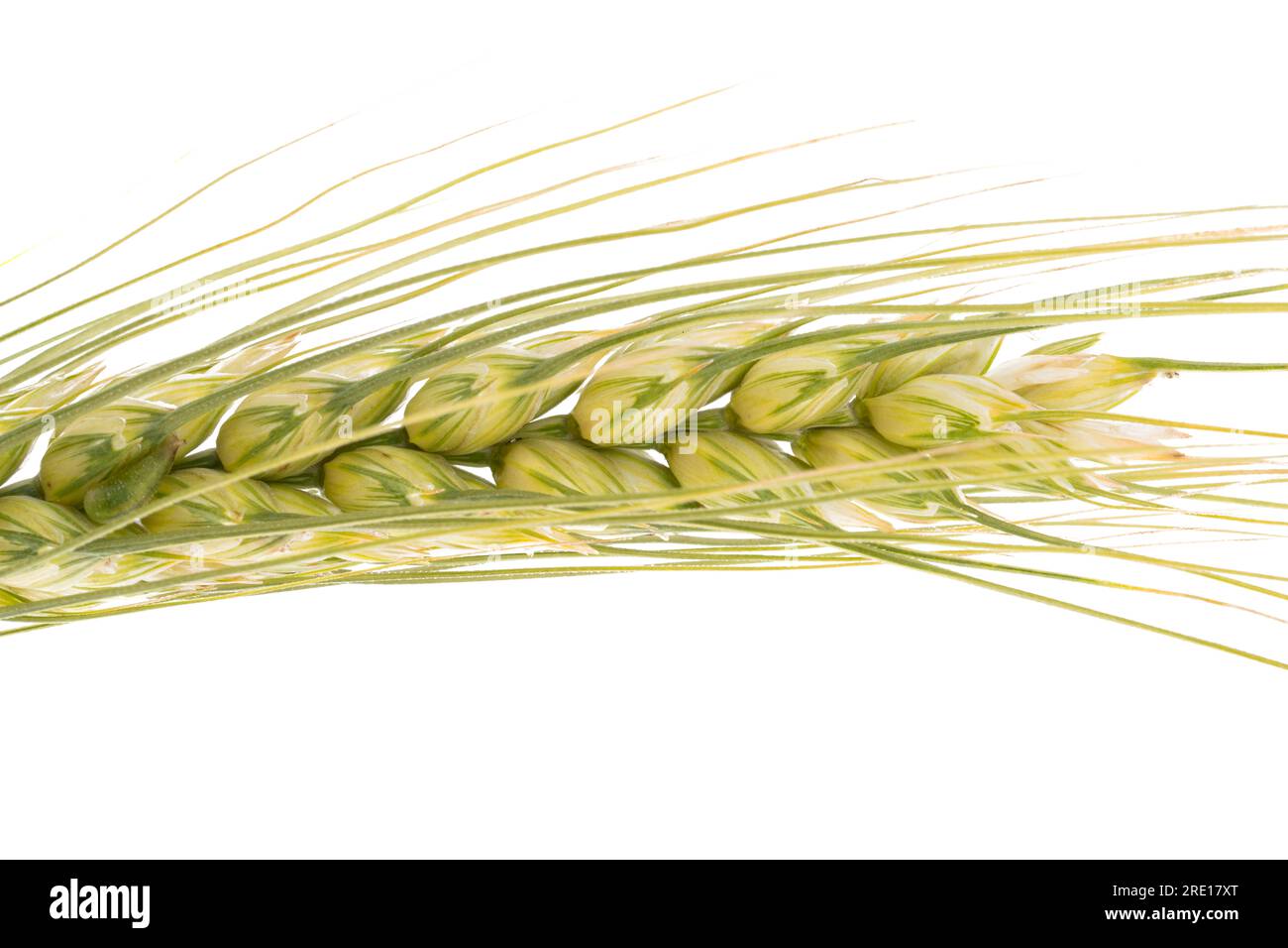 spikelet of wheat isolated on white background Stock Photo - Alamy