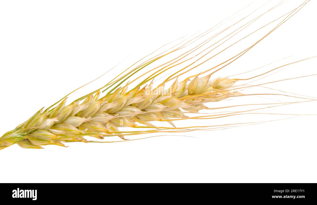 spikelet of wheat isolated on white background Stock Photo - Alamy