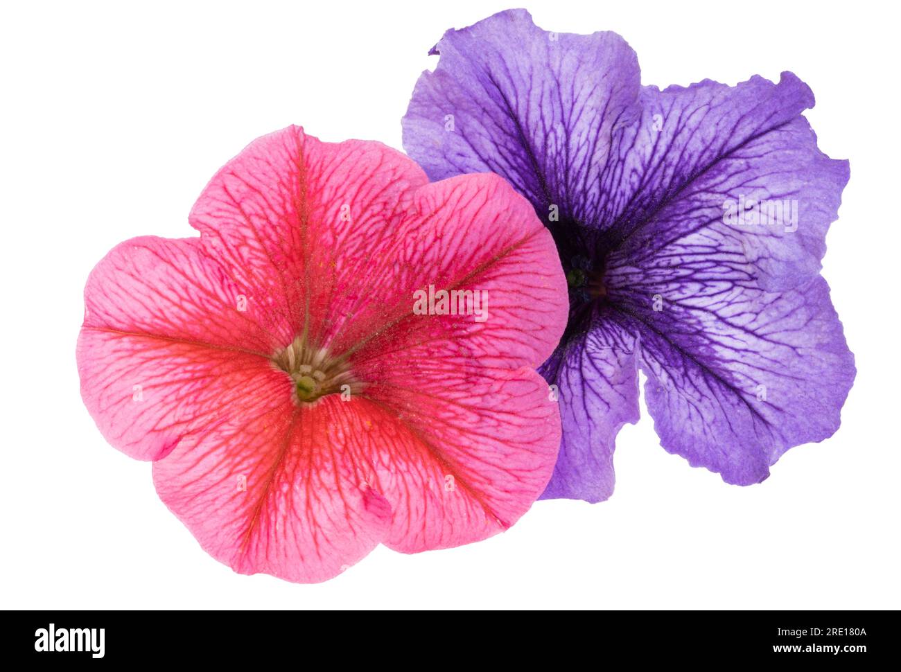 beautiful petunia flower isolated on white background Stock Photo - Alamy