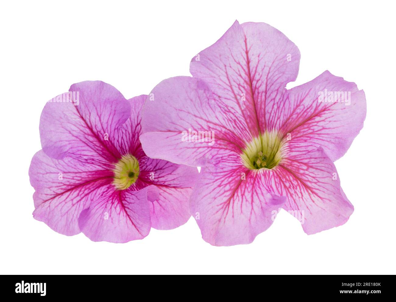 beautiful petunia flower isolated on white background Stock Photo - Alamy