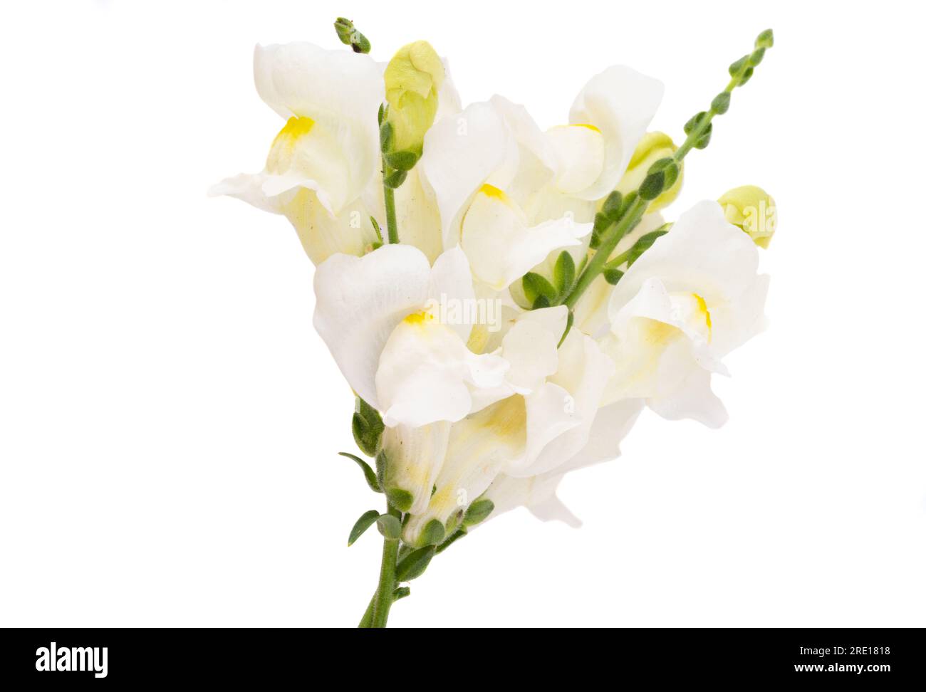 snapdragon isolated on white background Stock Photo - Alamy