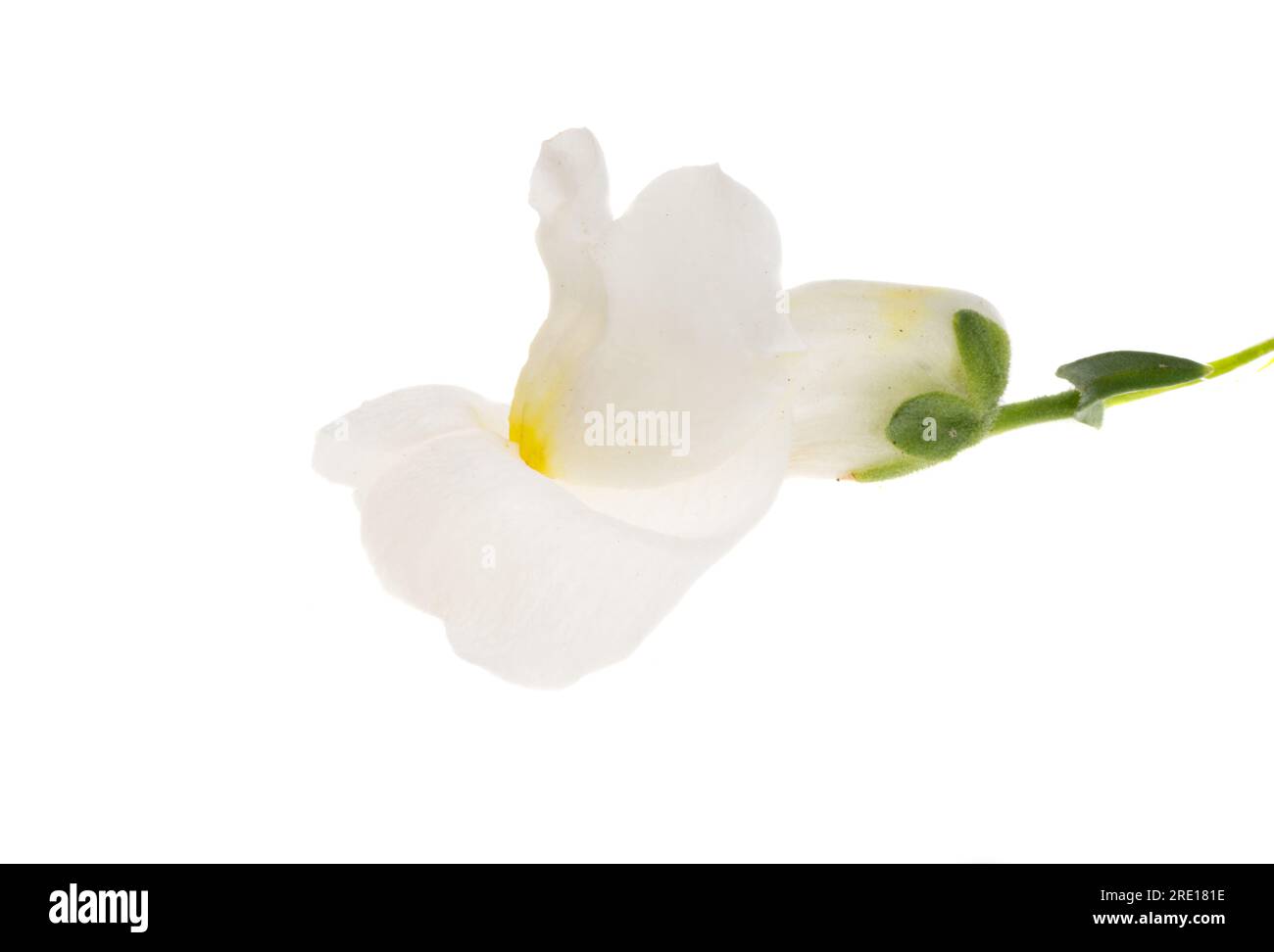 snapdragon isolated on white background Stock Photo - Alamy