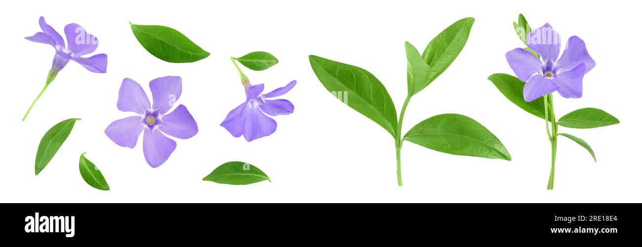 wild periwinkle flowers isolated on white background. Top view. Flat ...