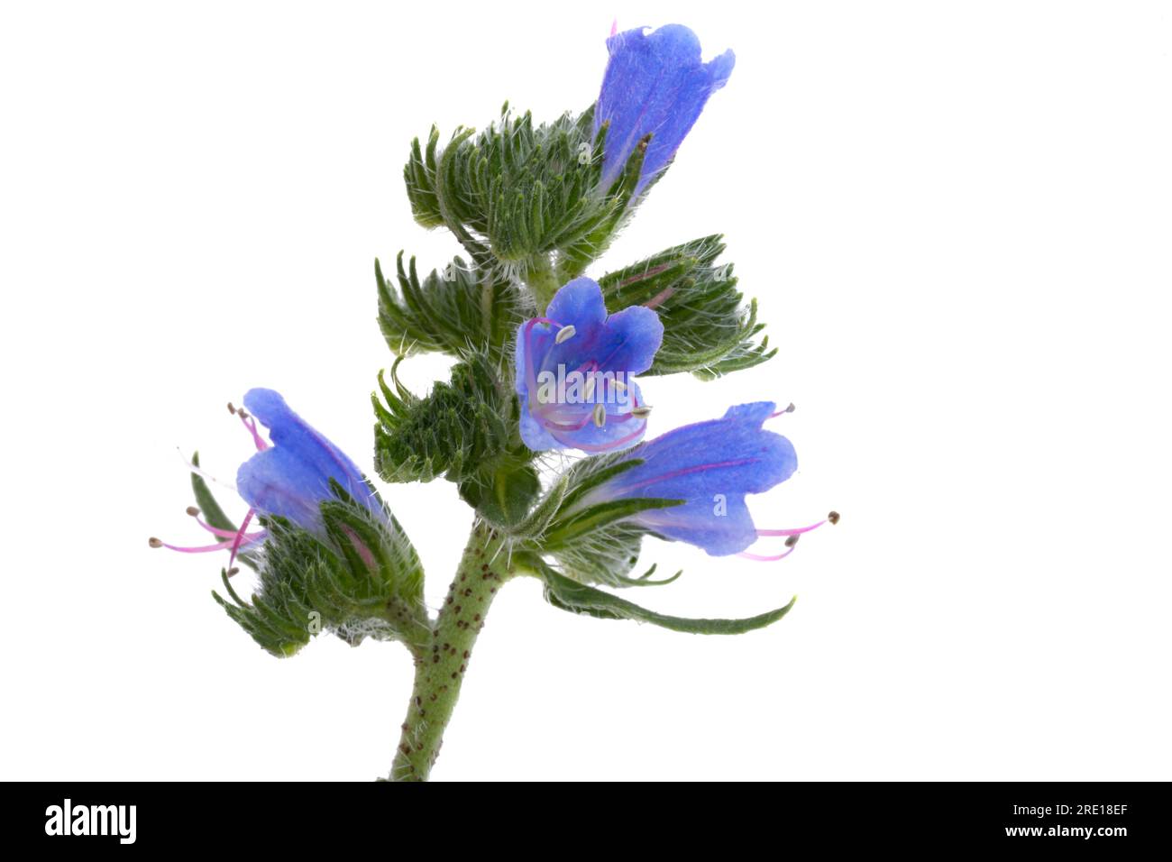 blue meadow flower isolated on white background Stock Photo - Alamy